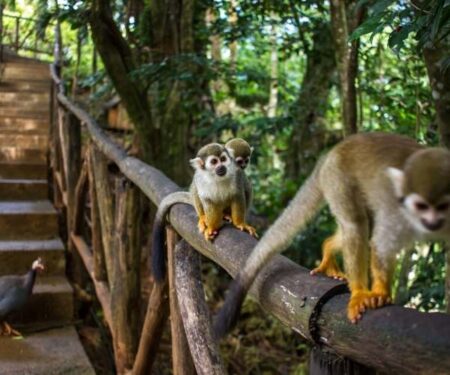 What to Do - Miami Design Preservation League